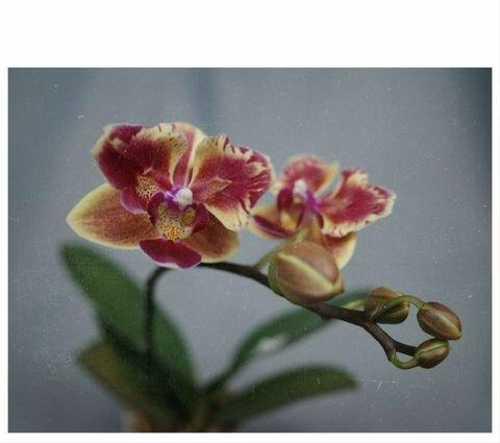 Цветущая азиатская орхидея Sogo Yellowtris