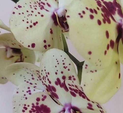 Орхидея фаленопсис Албуфейра Карина (цветут)