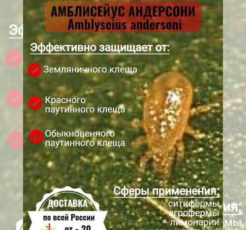 Амблисейус андерсони (Amblyseius andersoni)