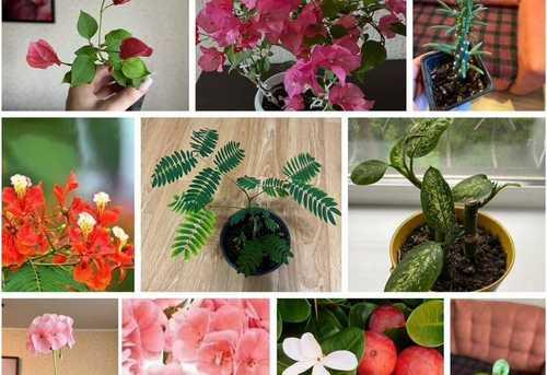 Комнатные растения цветы