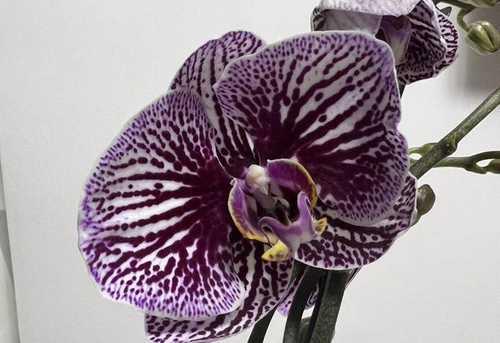 Орхидея фаленопсис Черные полосы