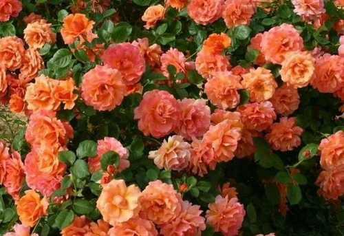 Роза плетистая Вестерленд ароматная