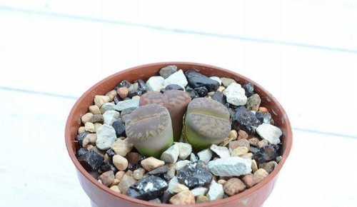 Lithops sp. (Литопс) (SCT28928)
