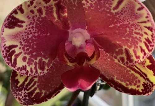 Орхидея фаленопсис "Биг Бенг", супер красивая