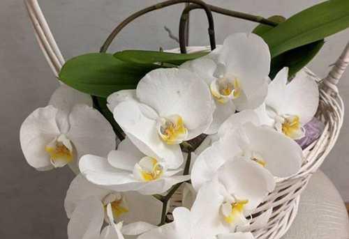 Орхидея каскад подарочный