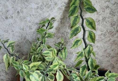 Педилантус зигзаг, комнатное растение