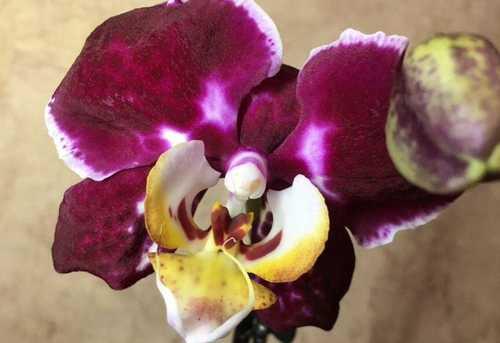 Орхидея фаленопсис Bernadetta mutant
