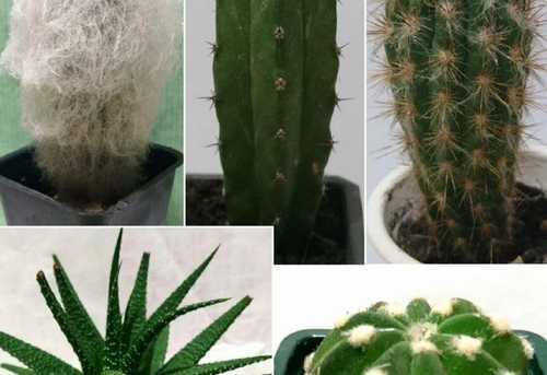 Суккуленты и кактусы