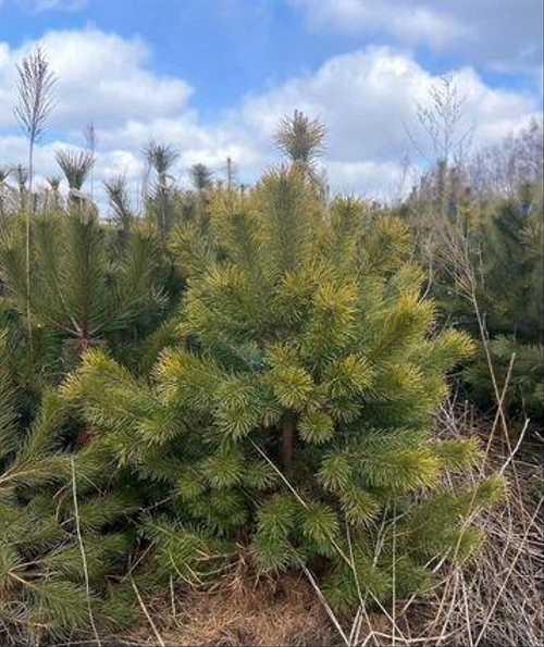Сосна крымская, обыкновенная
