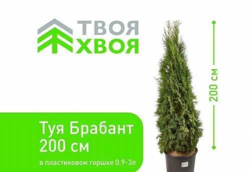 Туи Брабант 200см от питомника