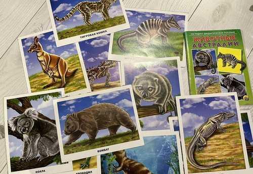 Карточки Животные Австралии