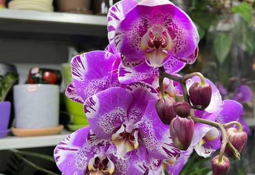Орхидея фаленопсис Гигант