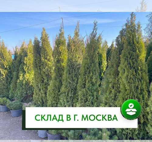 Туя Смарагд / Боярышник /Липа