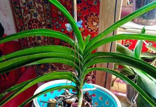 Орхидея Ванда,адаптированная,активно растет