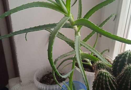 Растение алоэ 3года