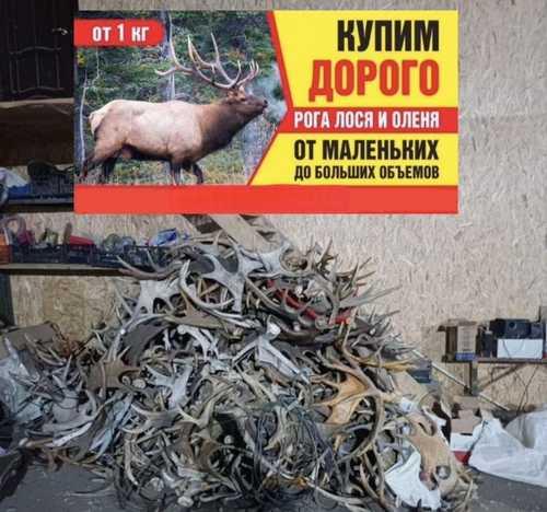Рога лося