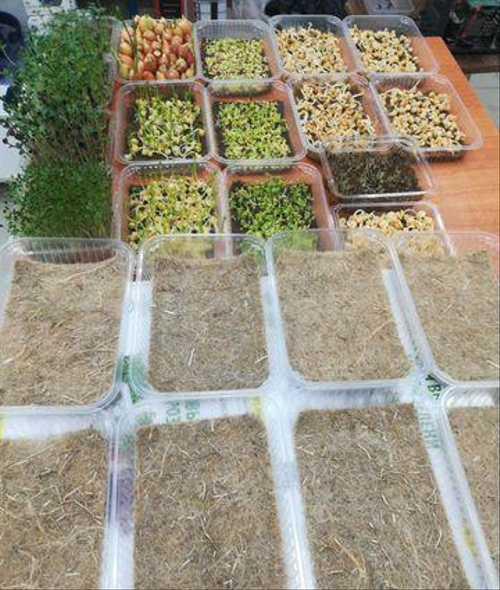 Лоток для выращивания микрозелени от 10-500 штук