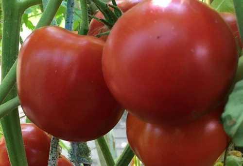 Семена советские помидоры домашние