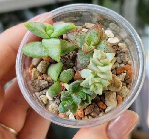 Крассулы Crassula, наборы, садики