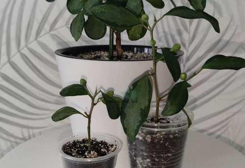 Фикус Диверсифолия вар. (Ficus Diversifolia var.)