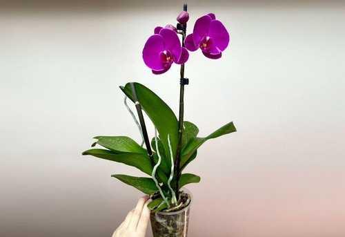 Шикарная орхидея