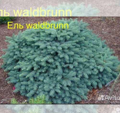 Ель Вальдбрун (Waldbrunn)