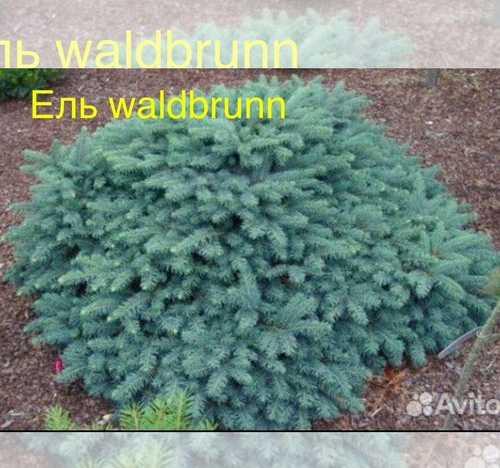 Ель Вальдбрун (Waldbrunn)