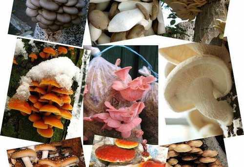 Мицелий, споры грибов: Опёнка, Вешенки, Шиитаке