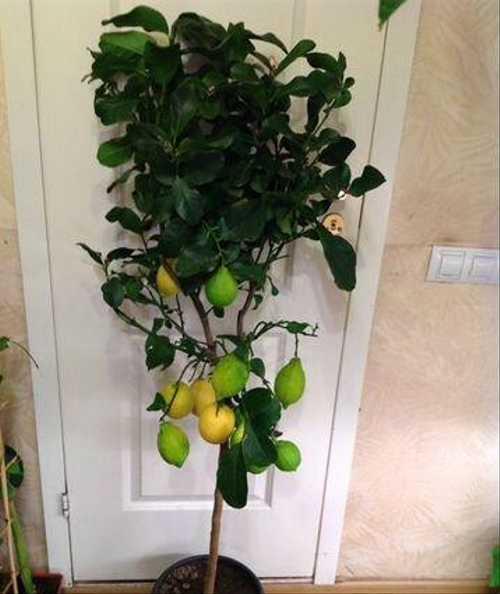 Лимон с плодами и бутонами с фото высота 145 см др