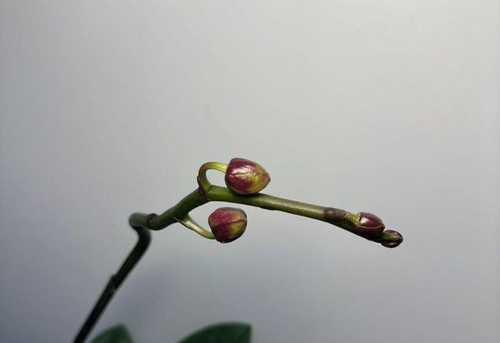 Орхидея фаленопсис Викторио