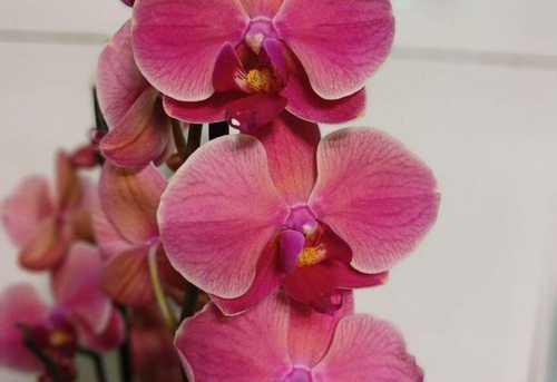 Орхидея фаленопсис 11