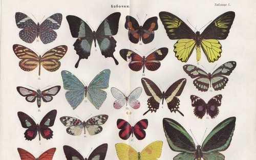 Гравюра. Хромолитография. 19 век. Бабочки. 3