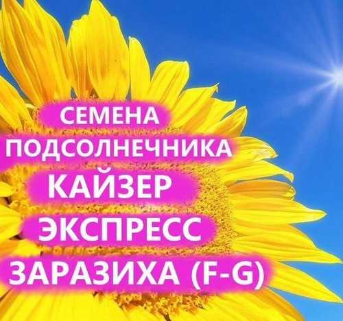 Семена подсолнечника Кайзер Гибрид, Ставрополь