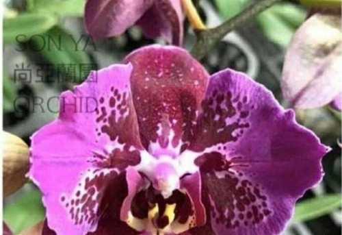 Орхидея фаленопсис SON YA EMI