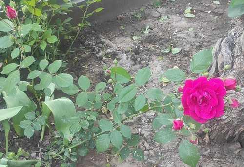 Роза вьющаяся