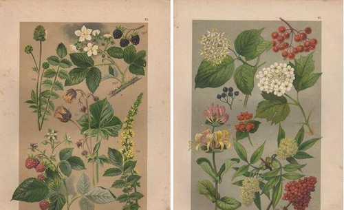 Гравюры. Ботаника. Растения. Цветы.19 век. Ч2