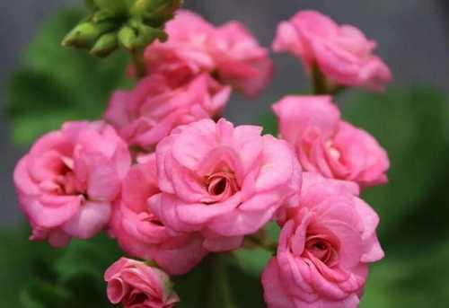 Пеларгония Grainger's Antique Rose