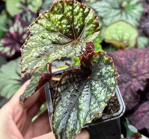 Бегония Begonia Handelii var Prostrata