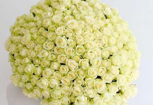Белые розы 201,101,51,25,15 Доставка цветов
