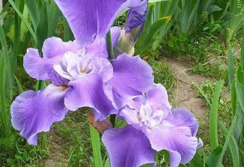 Ирис шестифолый и бородатый