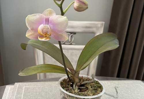 Орхидея фаленопсис Peaches