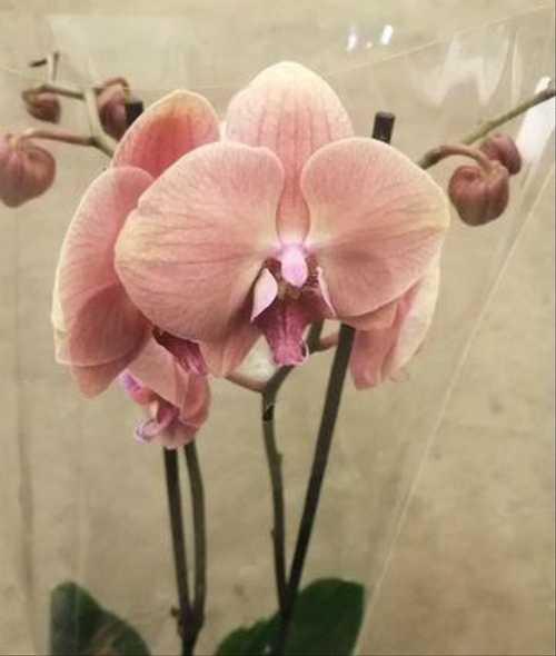 Фаленопсис гибрид 692 орхидея