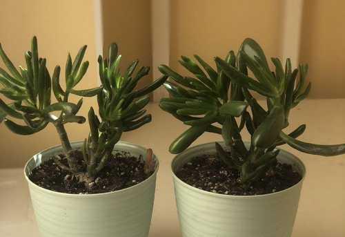 Толстянка яйцевидная Голлум Crassula ovata Gollum