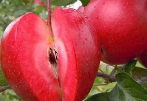 Редкие яблони с красной мякотью