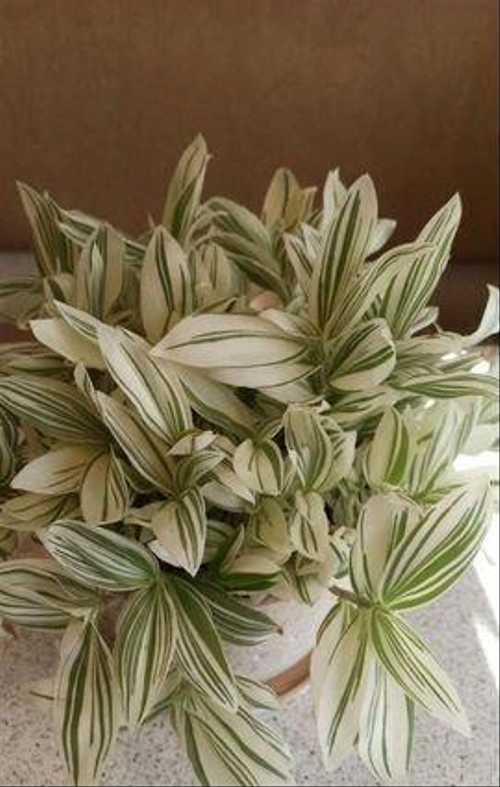 Albiflora variegata традесканция