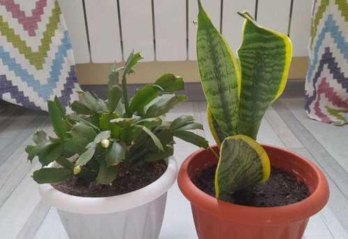 Комнатные растения сансевиерия и декабрист