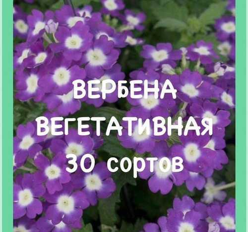 Вербена вегетативная