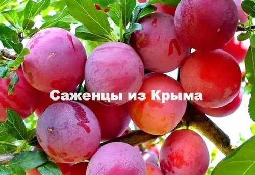 Саженцы Алычи Рубиновая