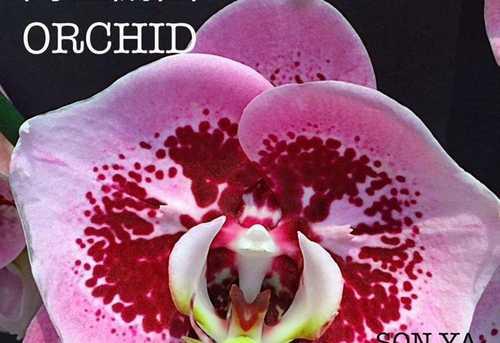 Орхидея фаленопсис бабочка son ya