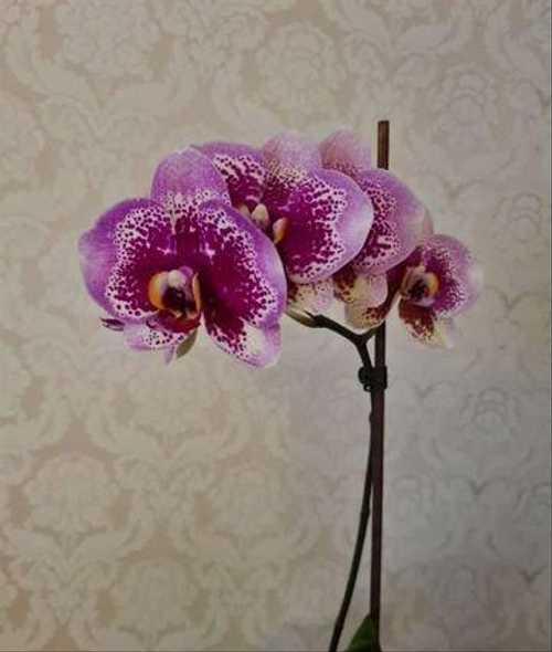 Орхидея фаленопсис Dream Dimond